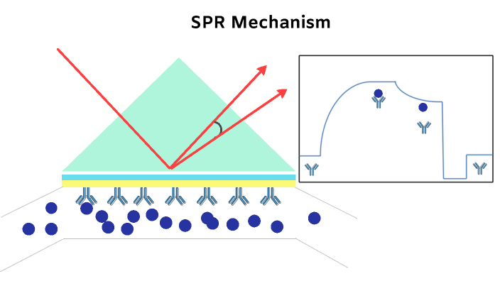 SPR Mechanism by Sultan Şahin on Prezi