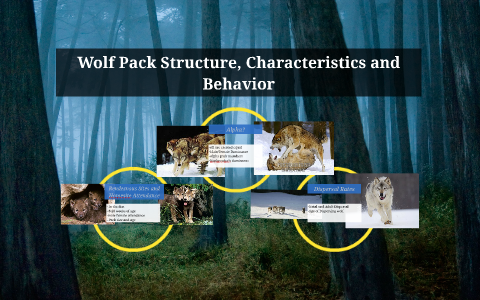 Wolf Pack Structure, Characteristics and Behavior by Celeste Hagen on Prezi