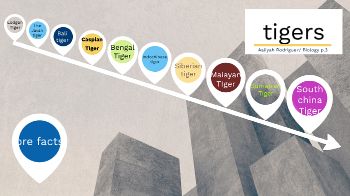 the evolution of tigers by Aaliyah Rodriguez on Prezi