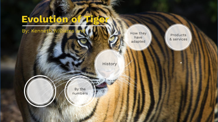 Evolution of Tiger by Kenneth Williams on Prezi
