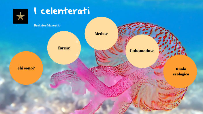 celenterati by Bea Marcello on Prezi