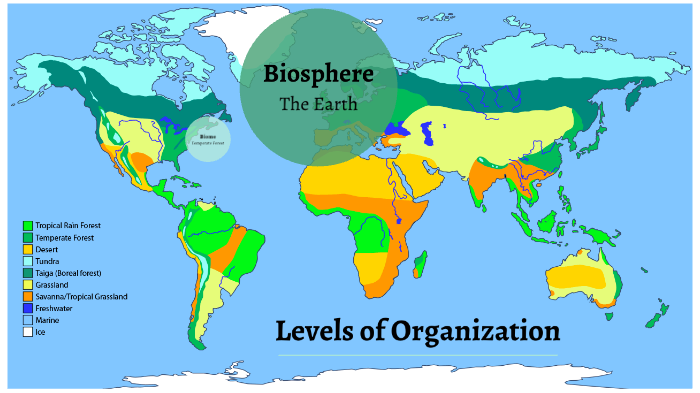 Levels of Organization by Mary Bryce on Prezi