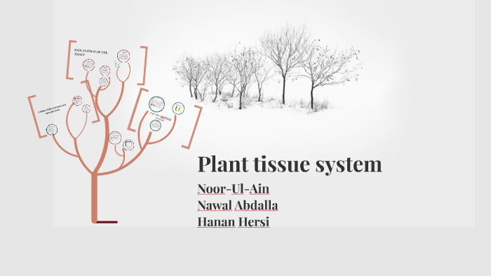 Plant tissue system by hanan hersi on Prezi