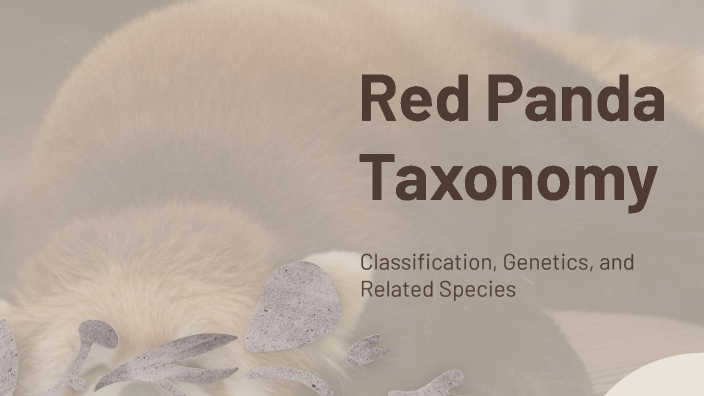 Red Panda Taxonomy by srishti kulal on Prezi