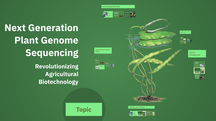 Next Generation Plant Genome Sequencing by Theoneste IYAMUREMYE on Prezi