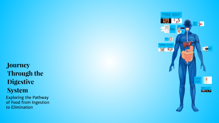 Journey Through the Digestive System by Charlotte Ehlman on Prezi