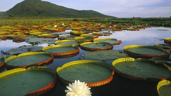 lily pads by Gavin Tripp DeGennaro on Prezi