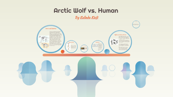 Arctic Wolf vs. Human by Kalinda Kieft on Prezi