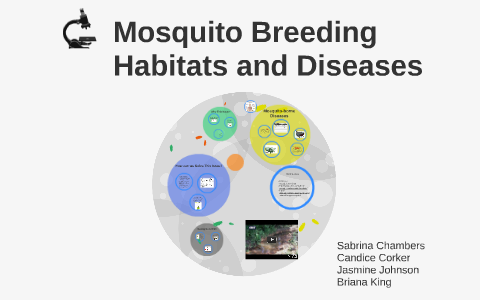 Mosquito Breeding Habitats and Diseases by Candice Corker on Prezi