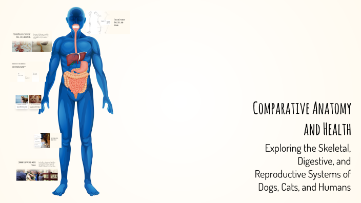 Comparative Anatomy and Health by Shelby Larson on Prezi