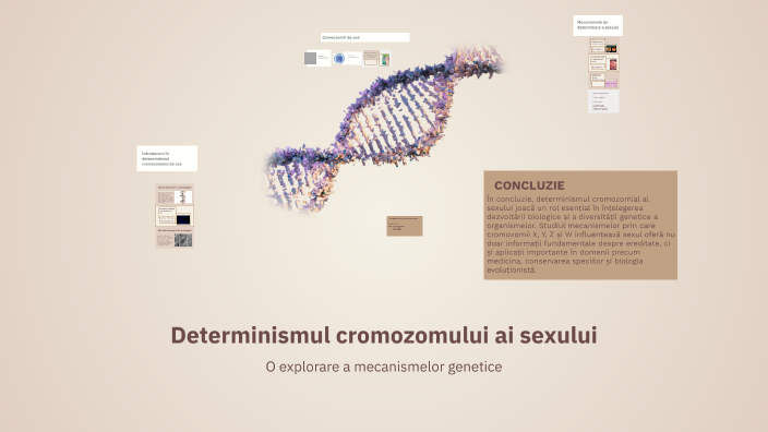 Determinismul cromozomului ai sexului by Radu Stefan on Prezi