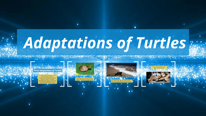Adaptations of Turtles by Samantha Franz on Prezi