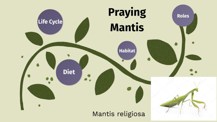 praying mantis by colson carley on Prezi