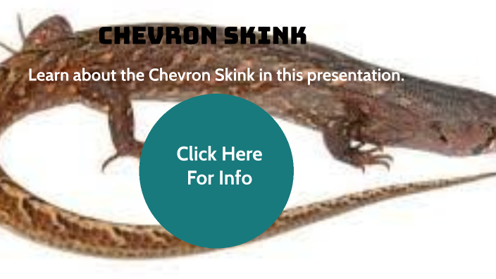Chevron Skink by Sam Whitworth on Prezi