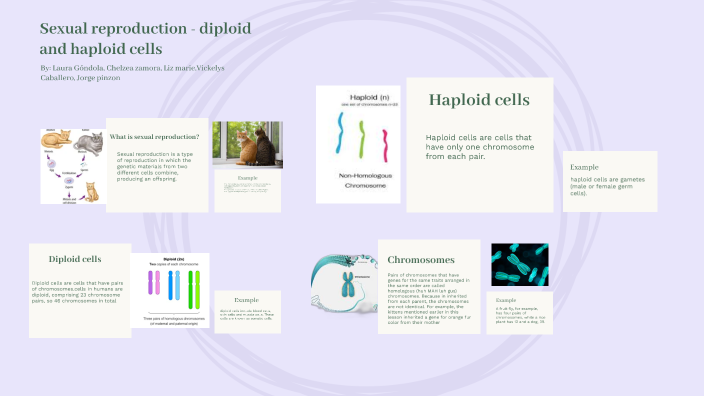 Sexual reproduction - diploid and haploid cells by laura gondolla on Prezi