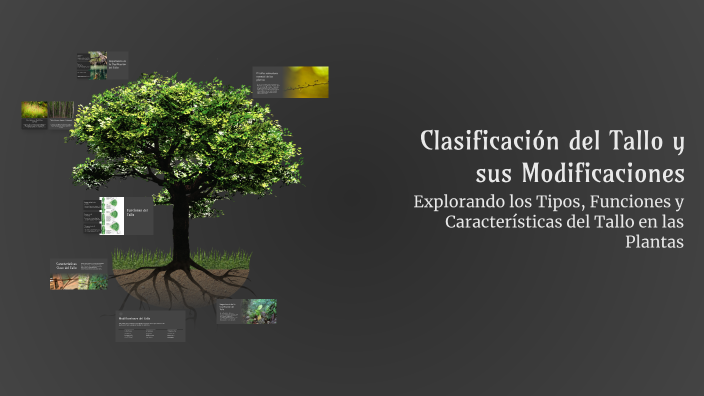 Clasificación del Tallo y sus Modificaciones by denis hancco on Prezi
