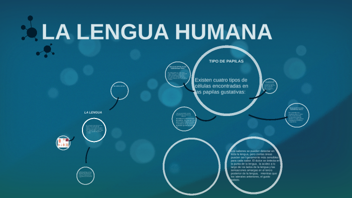 ANATOMIA DE LA LENGUA HUMANA by Gerardo Valdovinos on Prezi