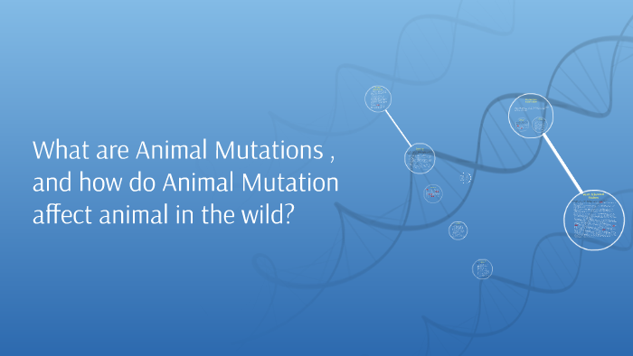 Animal Mutation and how it affects animals in the wild by Caitlin Ford ...