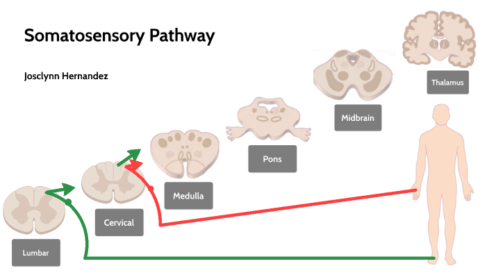 Somatosensory Pathway by josclynn hernandez on Prezi