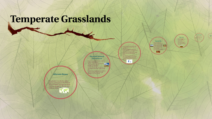 Temperate Grasslands by carlie walton on Prezi