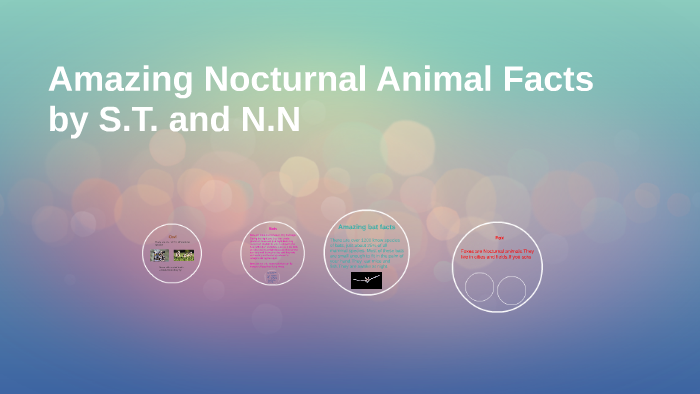 Amazing Nocturnal Animal Facts by S.T. and N.N by Miss Flynn on Prezi