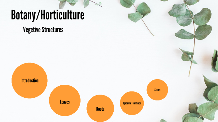 Horticulture Unit4 Vegetive Structures by Olivia Buckeye on Prezi