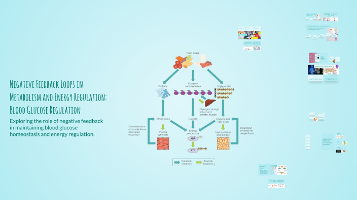 Negative Feedback Loops in Metabolism and Energy Regulation: Blood ...