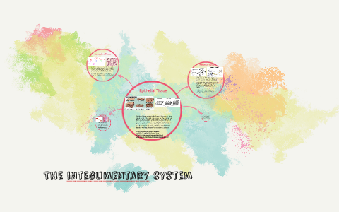 The integumentary System by Camryn Ellis on Prezi