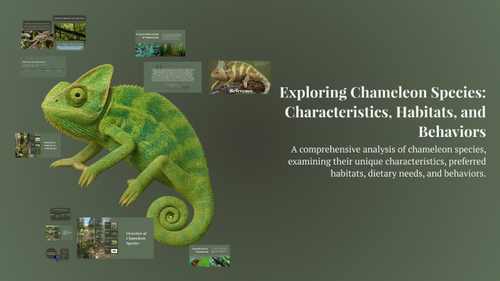 Exploring Chameleon Species: Characteristics, Habitats, and Behaviors ...