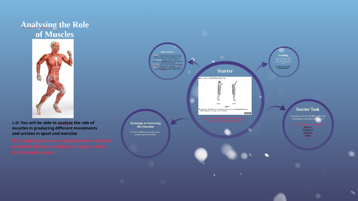BTEC3 Lesson 30 Analysing the Roles of Muscles by Piotr Malecki on Prezi
