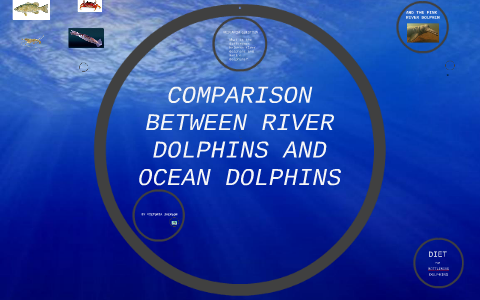 COMPARISON BETWEEN RIVER DOLPHINS AND OCEAN DOLPHINS by victoria ...