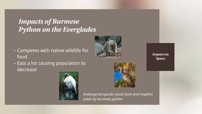 Burmese Python by Tenzin Lungkhawa on Prezi