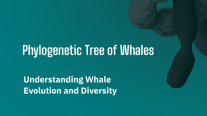 Phylogenetic Tree of Whales by TORRES RUSSY SARA SOFiA on Prezi