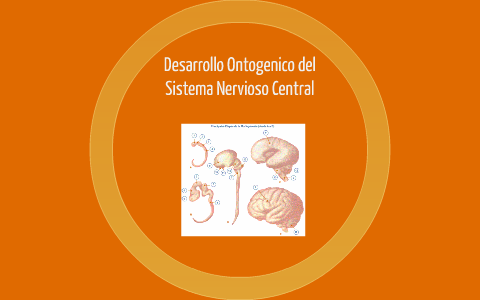 Desarrollo Ontogenico del Sistema Nervioso Central by karen nicole on Prezi