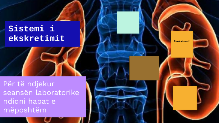 Sistemi i ekskretimit by Antonela Koka on Prezi