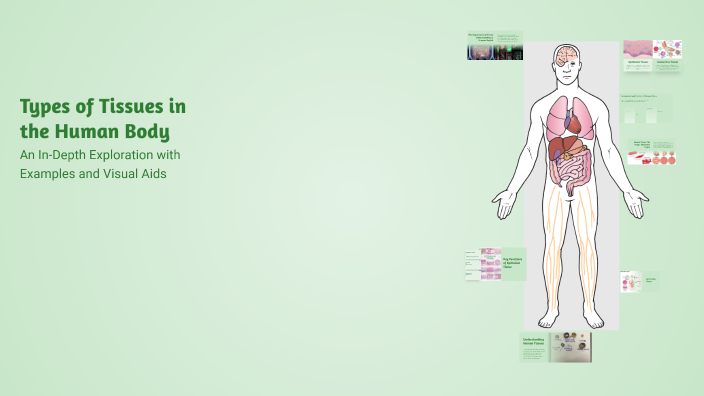 Types of Tissues in the Human Body by Mohamed Ghaly on Prezi