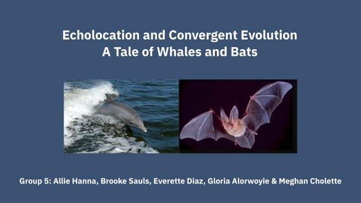 Echolocation: Whales vs Bats by Meghan Cholette on Prezi