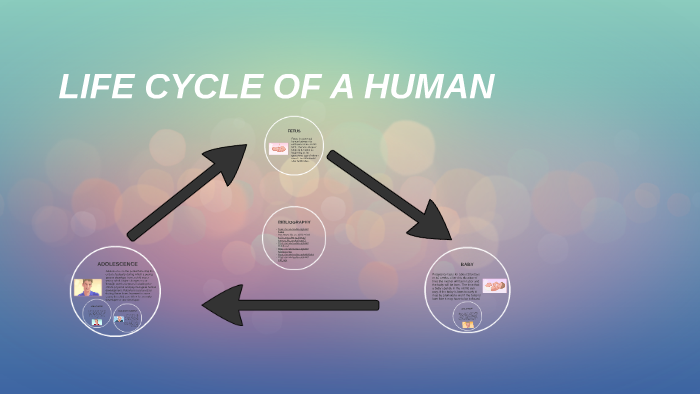 LIFE CYCLE OF A HUMAN by tayla hughes on Prezi