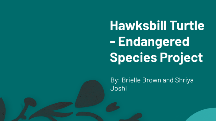 Hawksbill Turtle - Endangered Species by Shriya Joshi on Prezi