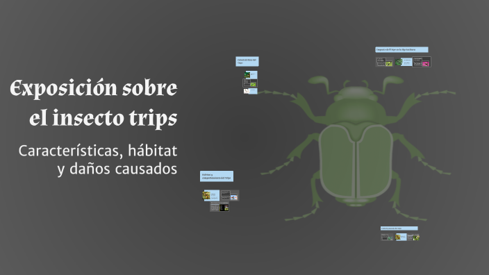 Exposición sobre el insecto trips by Ashly on Prezi
