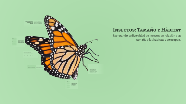 Insectos: Tamaño y Hábitat by BRANDON LEONARDO ALVAREZ LOYA on Prezi
