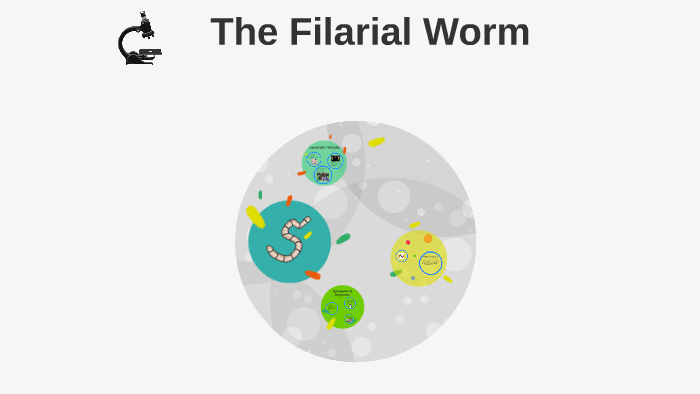 The Filarial Worm by Shannon D'souza on Prezi