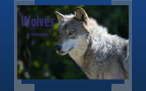 Wolves by Jennifer Butera on Prezi