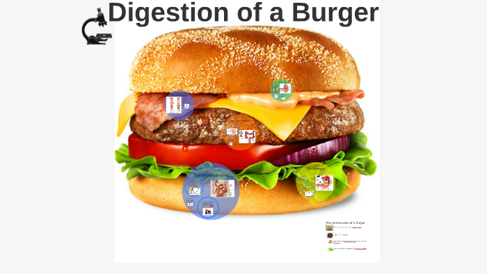 Digestion of a Burger by on Prezi