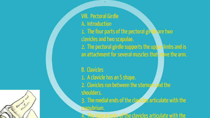 Skeletal System VI by JD Huitt on Prezi