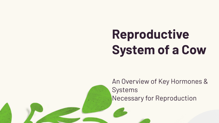 Reproductive System of a Cow by Alexia Ballard on Prezi
