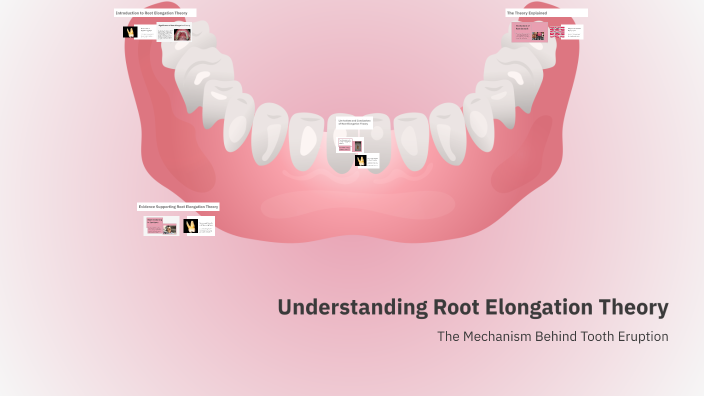 Understanding Root Elongation Theory by mohamed abdelaal on Prezi