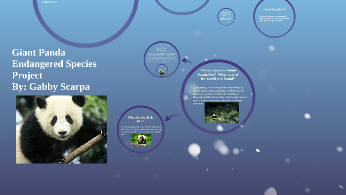 Giant Panda Endangered Species by gabby scarpa