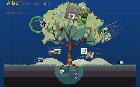 Aliso (alnus acuminata) by camilo moreno on Prezi