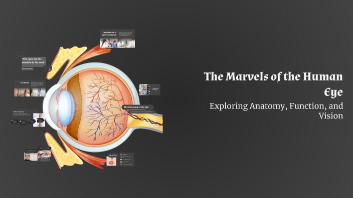 The Marvels of the Human Eye by شيماء مجيب on Prezi